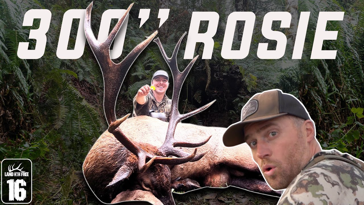 300 inch Roosevelt Elk Called into 7 yards! (Oregon Bowhunting) - YouTube