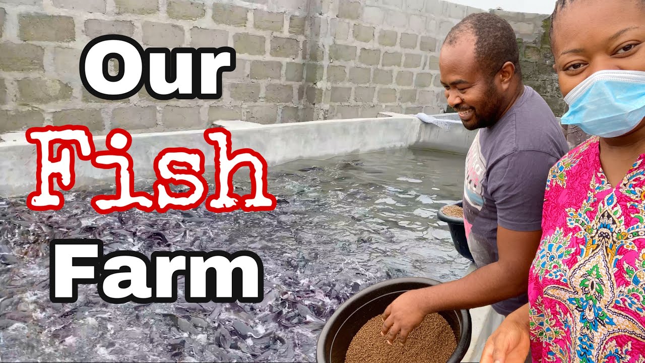 We are starting a FISH FARM?.... - YouTube