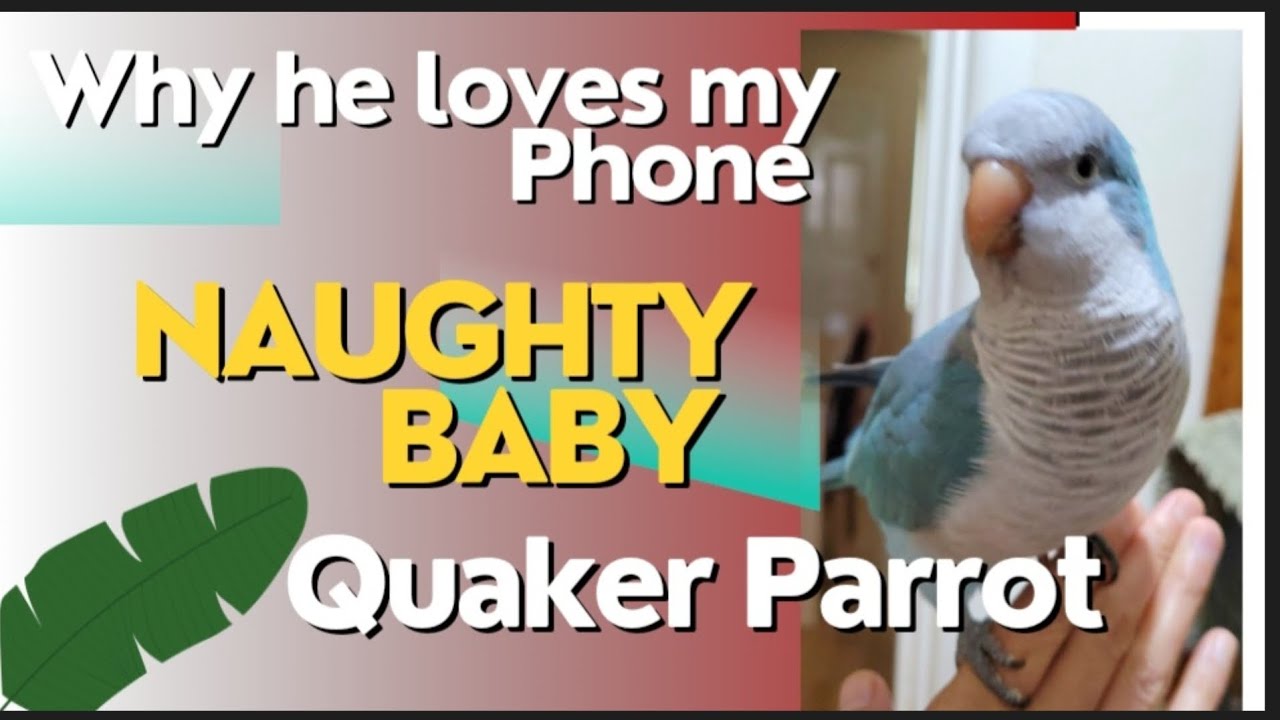 Quaker Parrot Loves my Phone 📱 | Talking Parrot 🦜 - YouTube
