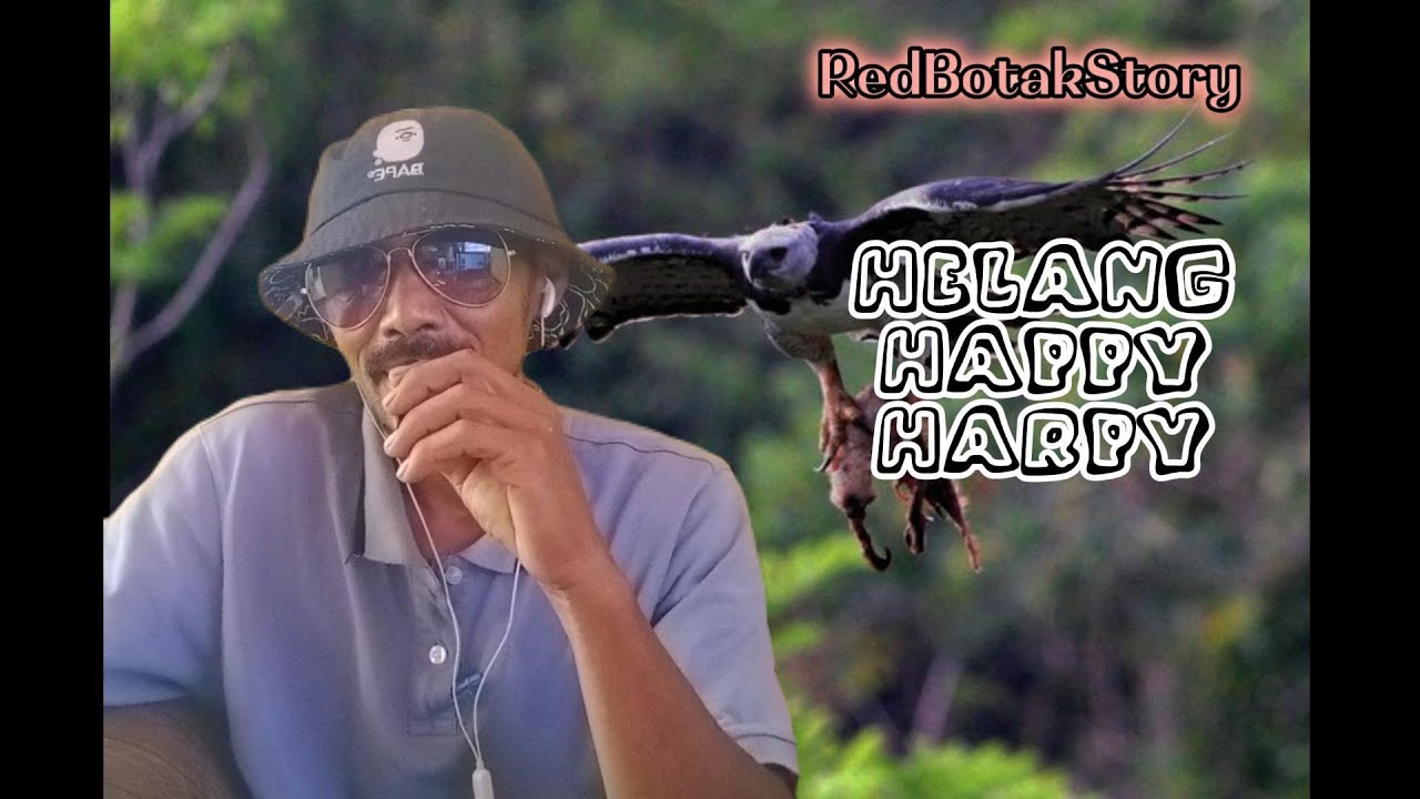 Burung Happy Harpy - YouTube