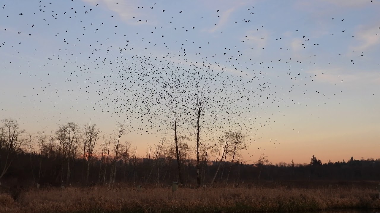 thousands nw crows - YouTube