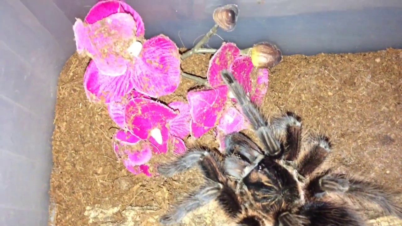 Tarantula feeding video #1 - YouTube