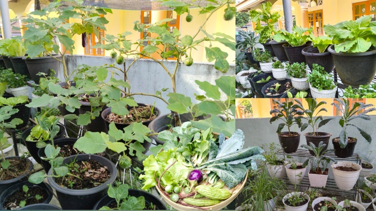 Kebun Mini Produktif di Halaman Rumah, Sayuran, Buah , Bumbu Masak ...