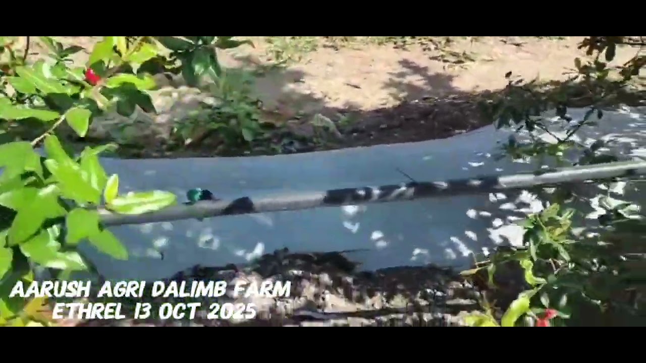 30 days completed after ethrel.. Aarush Agri Dalimb Farm Today - YouTube