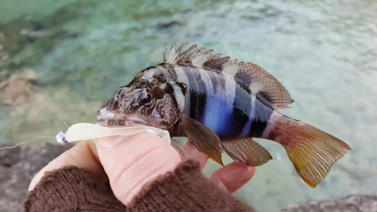 Light Rock Fishing | Soft Lures - YouTube