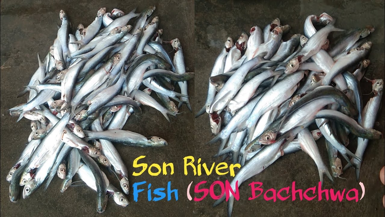 Today Fish Curry , Son Fish, Son bachchwa, Fish Sea fish, Bihar fish ...