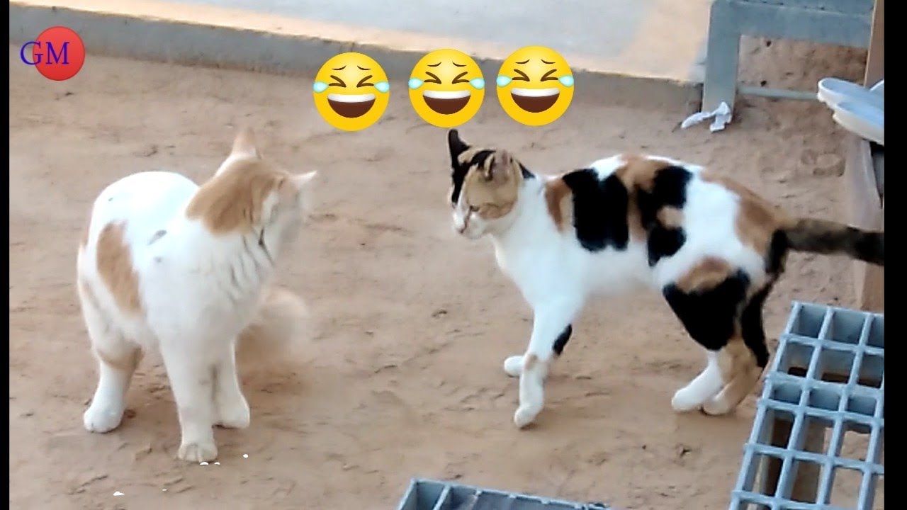 Cat's Became Crazy - Comedy 😆😅😂 - YouTube