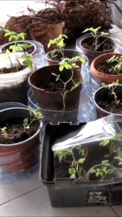 POTTING UP TOMATO SEEDLINGS - YouTube