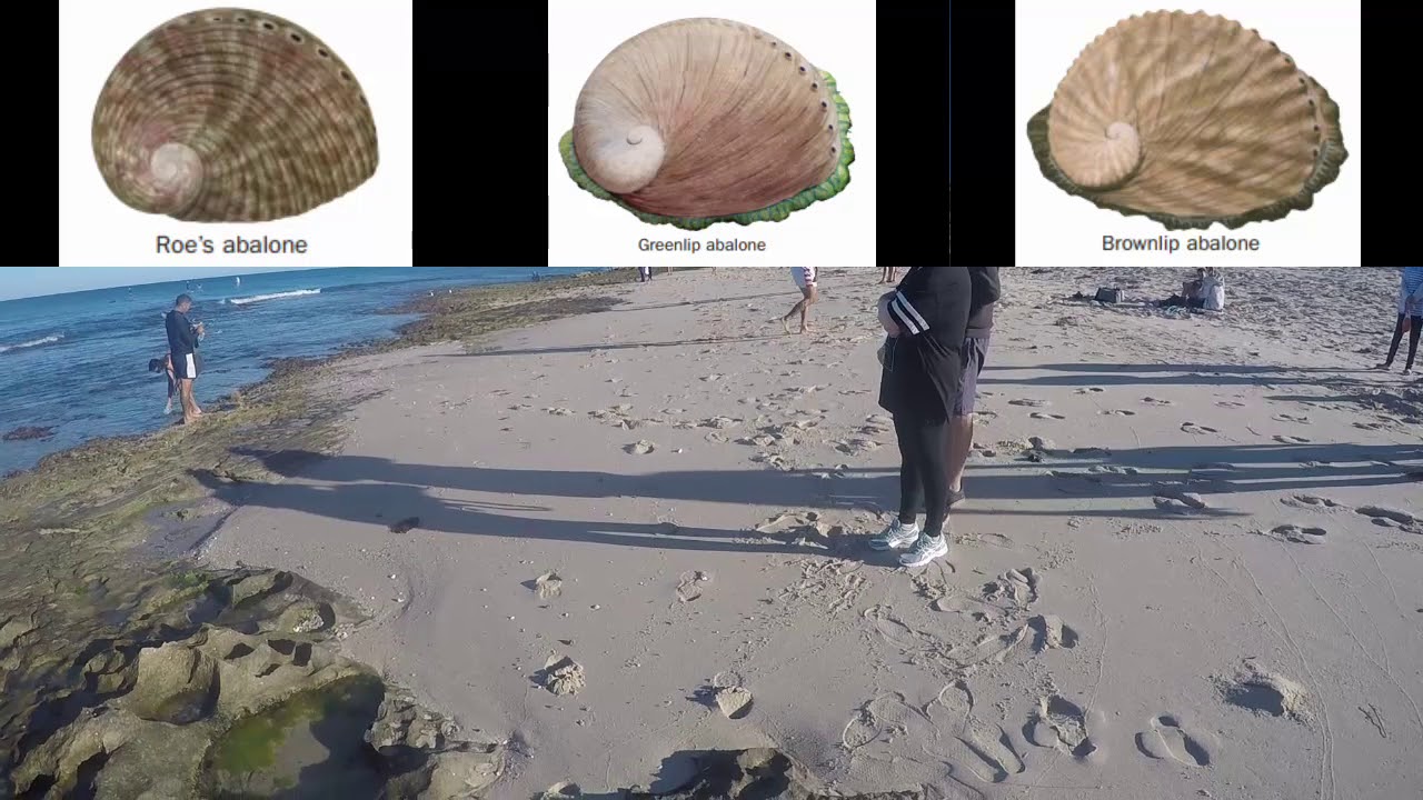Catching Abalone - YouTube