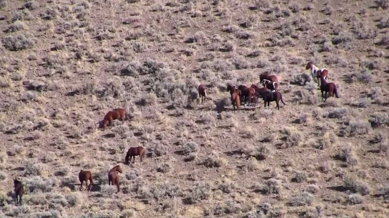 Owyhee Mustangs - YouTube