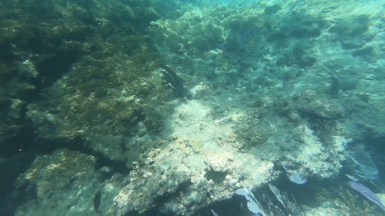 Barracuda & Shark @ Looe Key, FL - YouTube