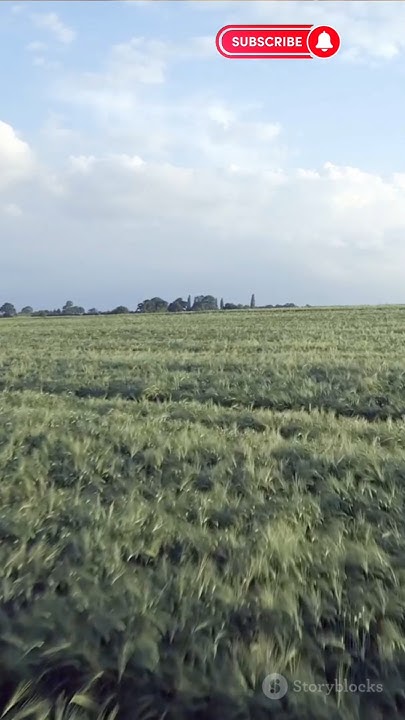 Norman Borlaug: The Farmer Who Fed the World! - YouTube