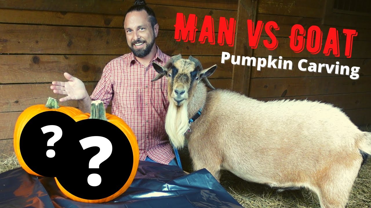 Who Will Win Pumpkin Carving Contest: Man Vs. Goat Fun Halloween ...