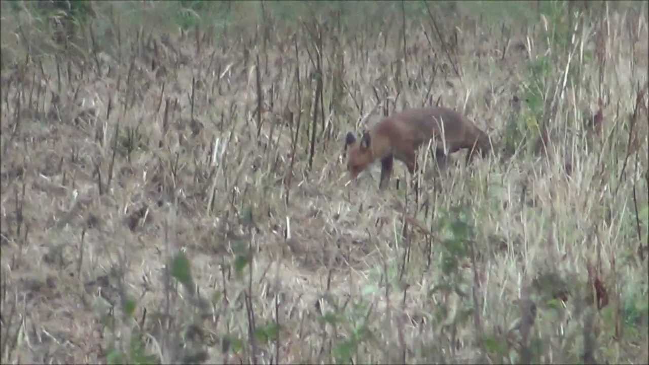 A red fox with a 7x57 - YouTube