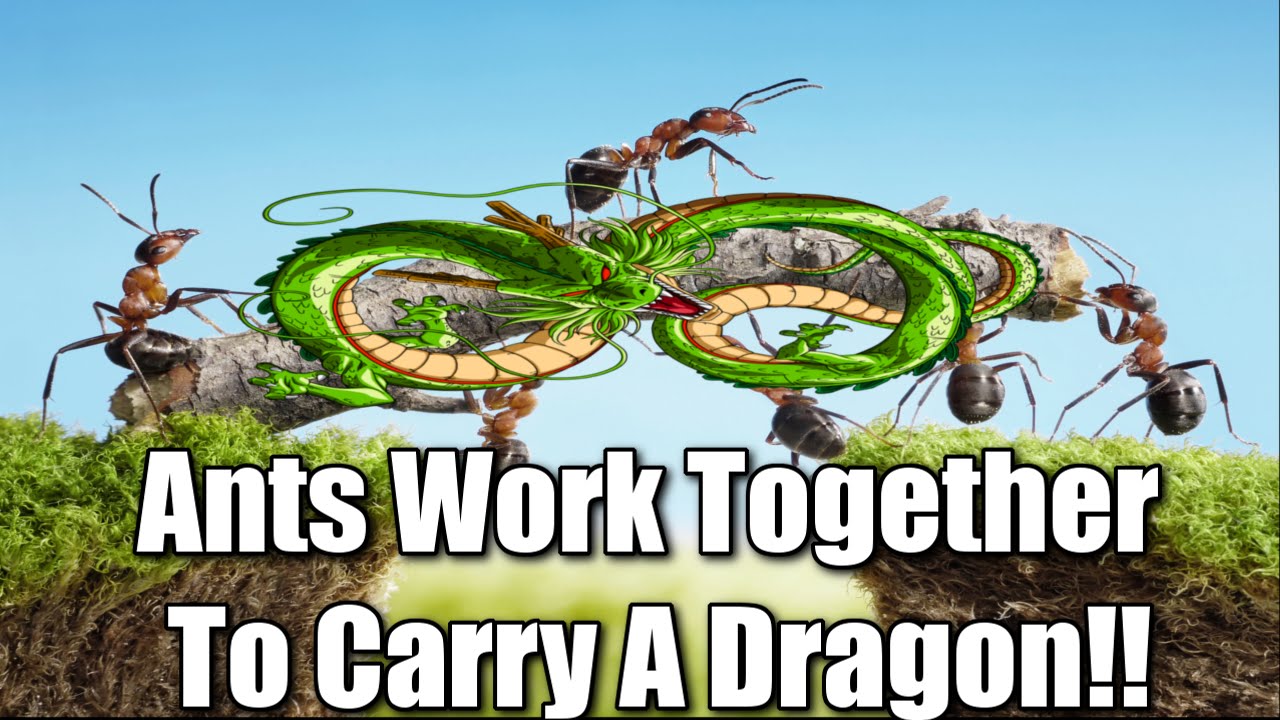 Ants Work Together To Carry A Dragon!! - YouTube