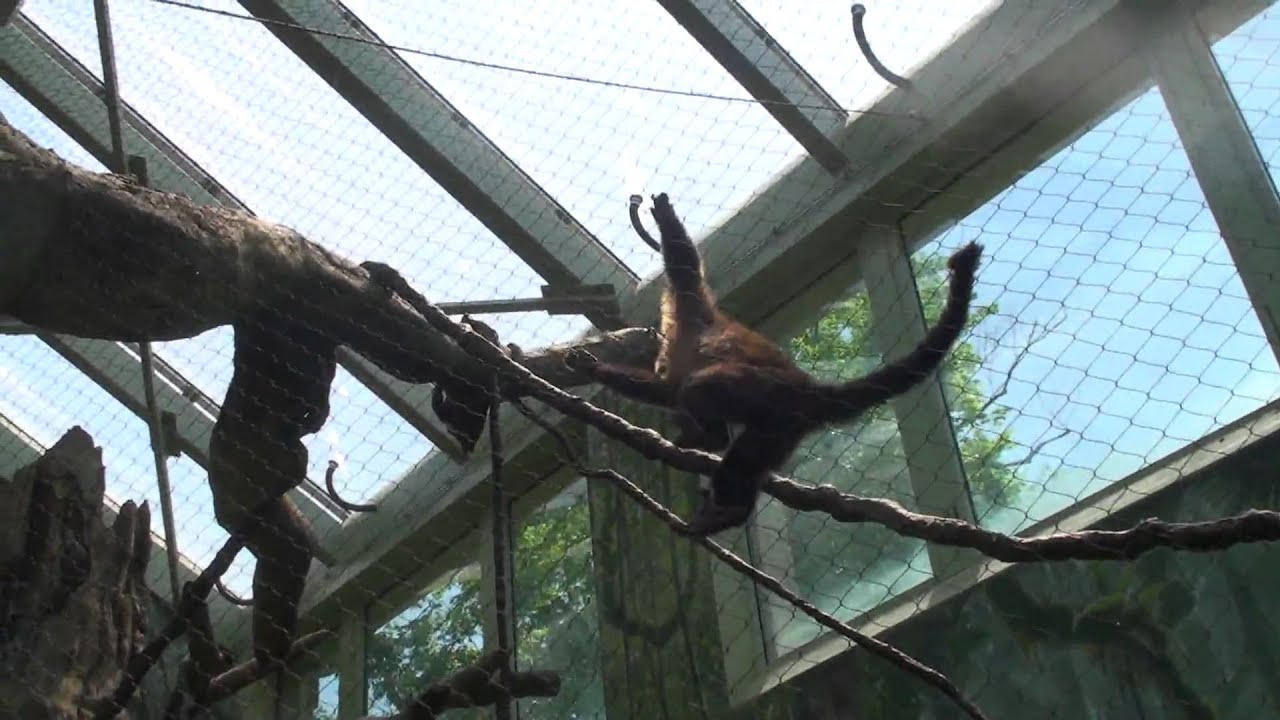 Monkey @ Buffalo Zoo - YouTube