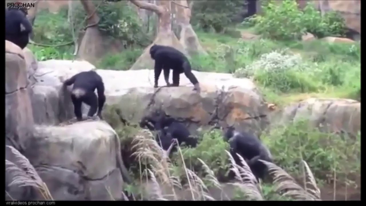 MACACO JOGA GUAXINIM - YouTube