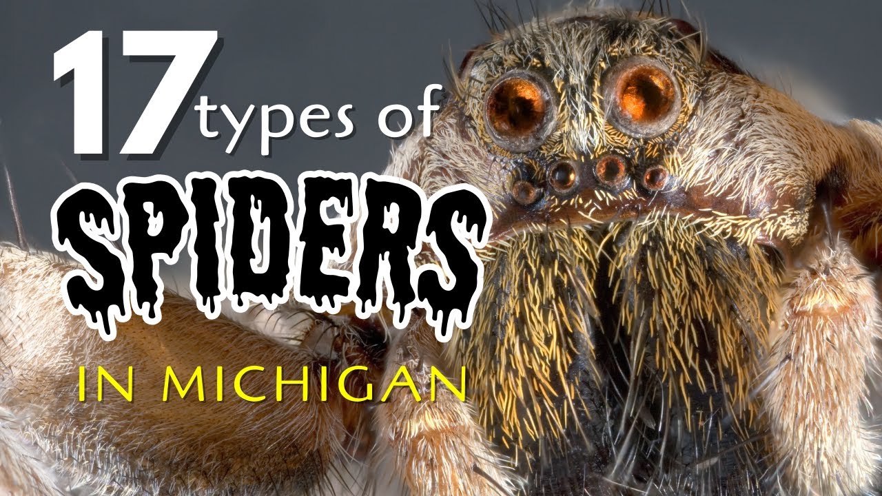 17 Types of Spiders in Michigan You Should Know - YouTube