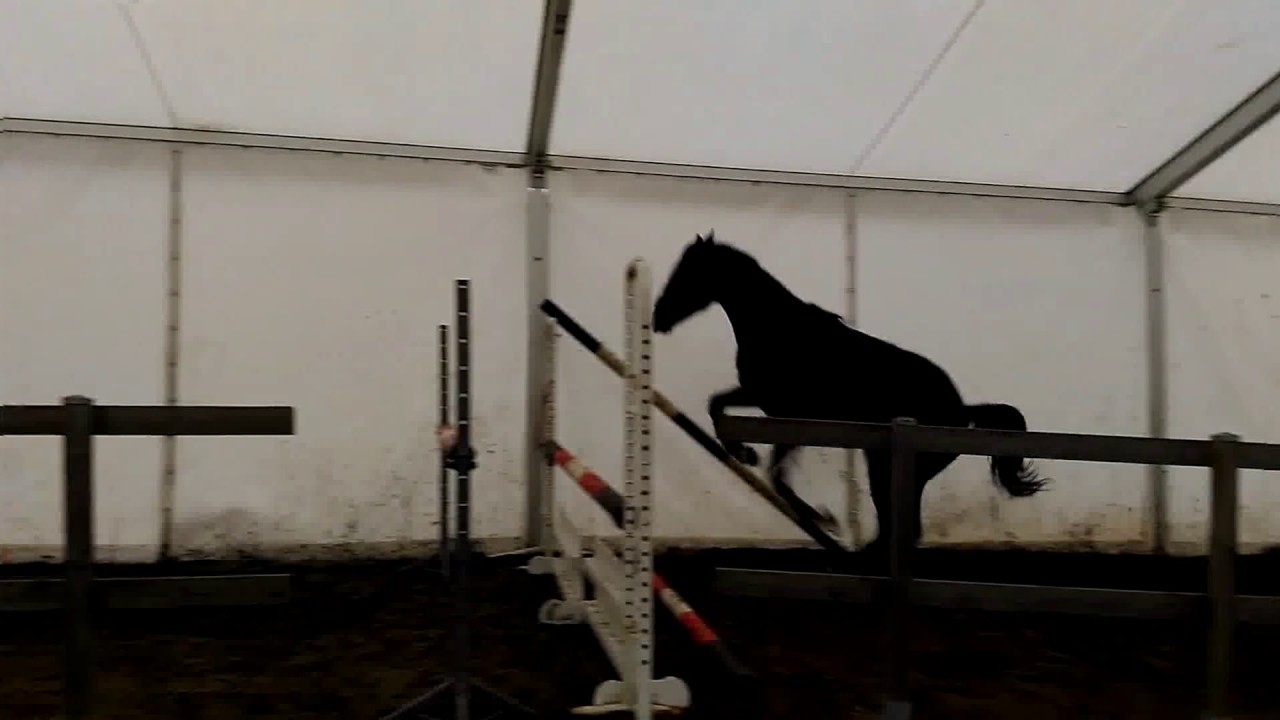 ELEGANTE DE CURAINE - YouTube