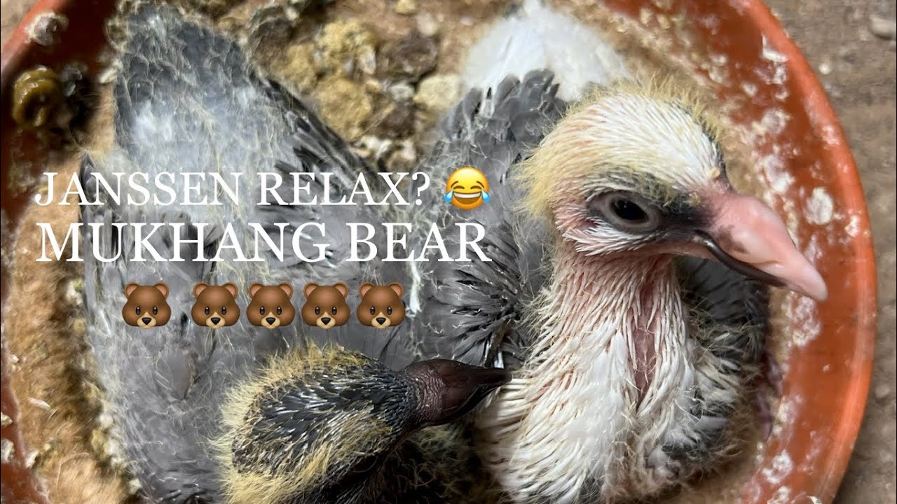 paano mag singsing ng kalapati | 5 days old inakay | racing pigeon ...