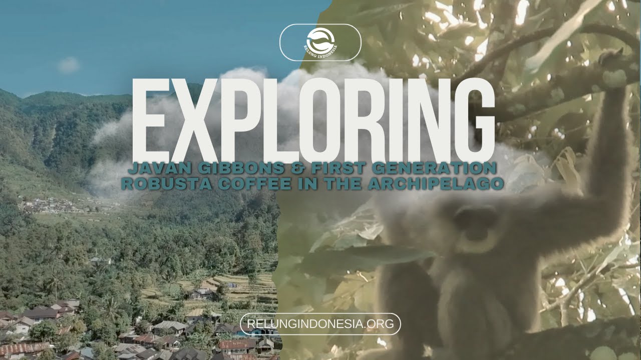 Exploring Petungkriyono Forest: Javan Gibbons & First Generation Robusta Coffee in the ...