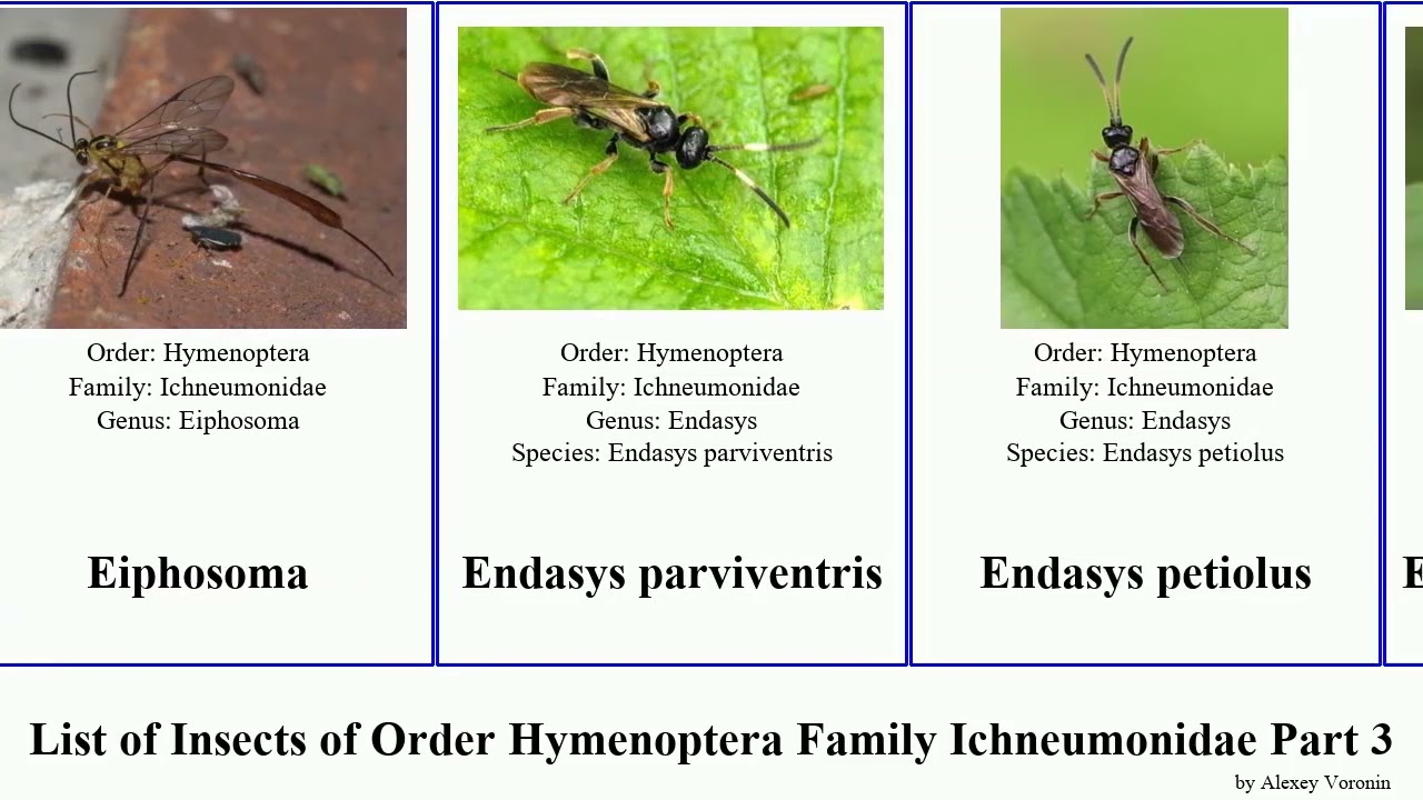 Order Hymenoptera