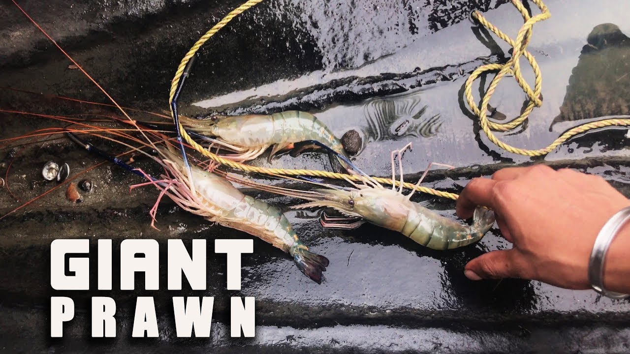 Giant Freshwater Prawn, Catching the Prawn in Kerala - YouTube