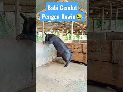 Babi Gendut Pengen Kawin#vidioshort #shorts #babi #viral