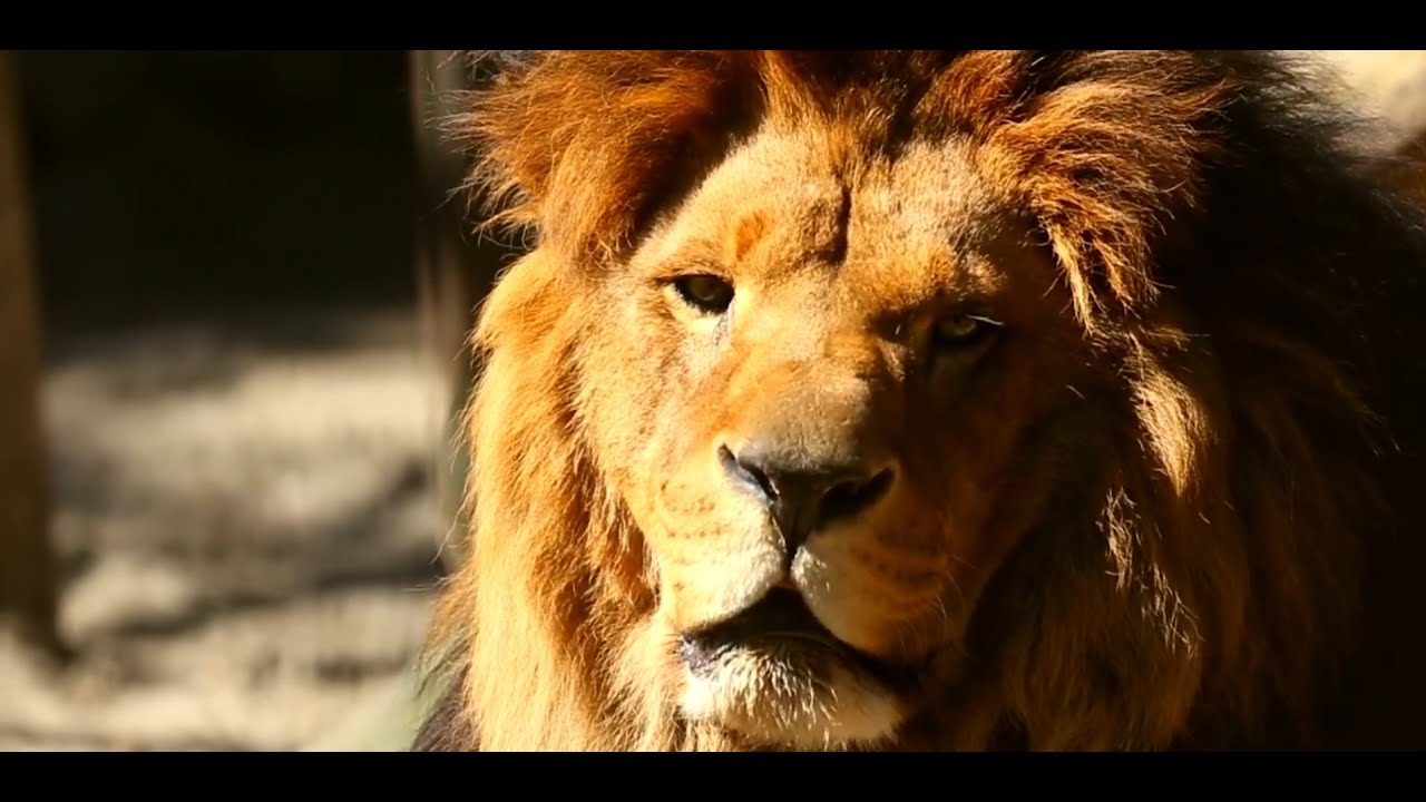 African Animals Sound lion, zebra, tiger - YouTube