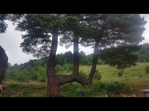 KOLKÖY⛰🇹🇷YAYLA🧡ALMUS/TOKAT/ TÜRKIYE /TURKEY