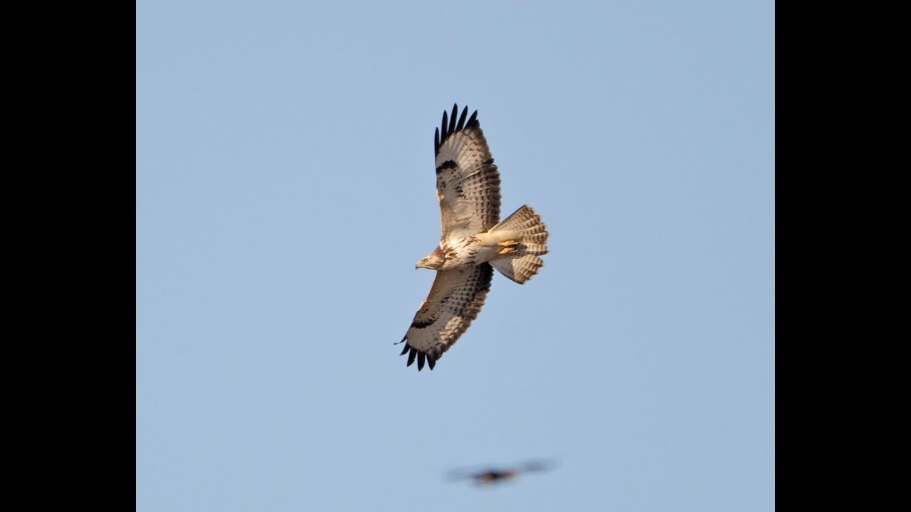 Buzzard Hawk Flying over Hertfordshire 50fps 1080p HD V520 Panasonic ...
