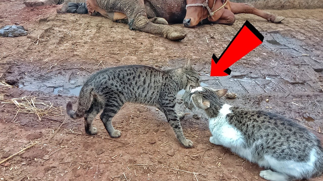 Cat Fight video |Cat vs cat| 😳 Cat Fighting over a piece of meat # ...