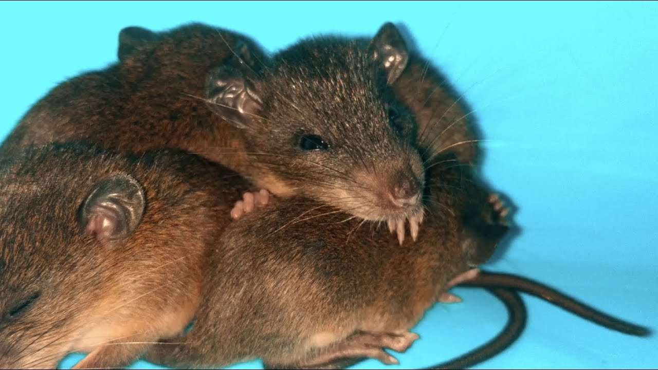 Cute baby rats open their eyes for the first time and cuddled together ...