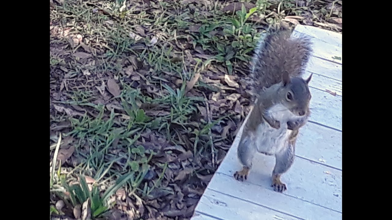 Getting Squirrely - YouTube