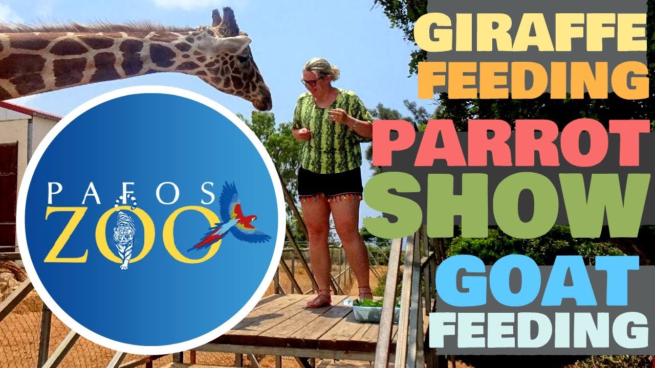 PAPHOS ZOO - CYPRUS / PARROT SHOW, GIRAFFE FEEDING AND MORE!! - YouTube