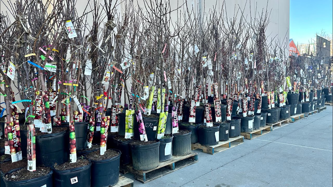 HOME DEPOT NEW 2024 FRUIT AND ORNAMENTAL TREE INVENTORY 🌸BIGGEST ...