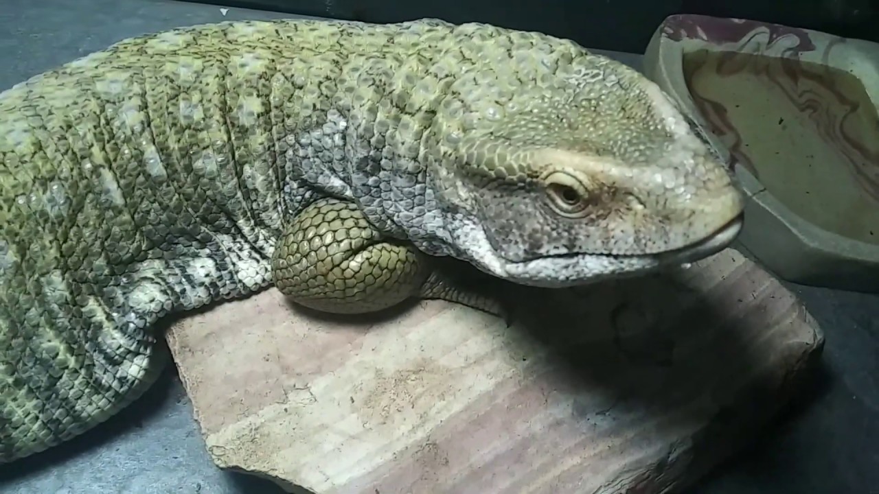 BIG LIZARD FART - YouTube