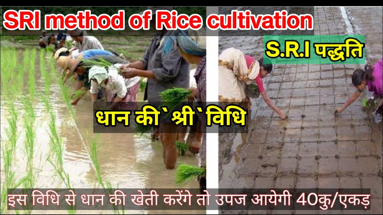 SRI method of Rice cultivation | धान की`श्री`पद्धति | S.R.I Paddy ...