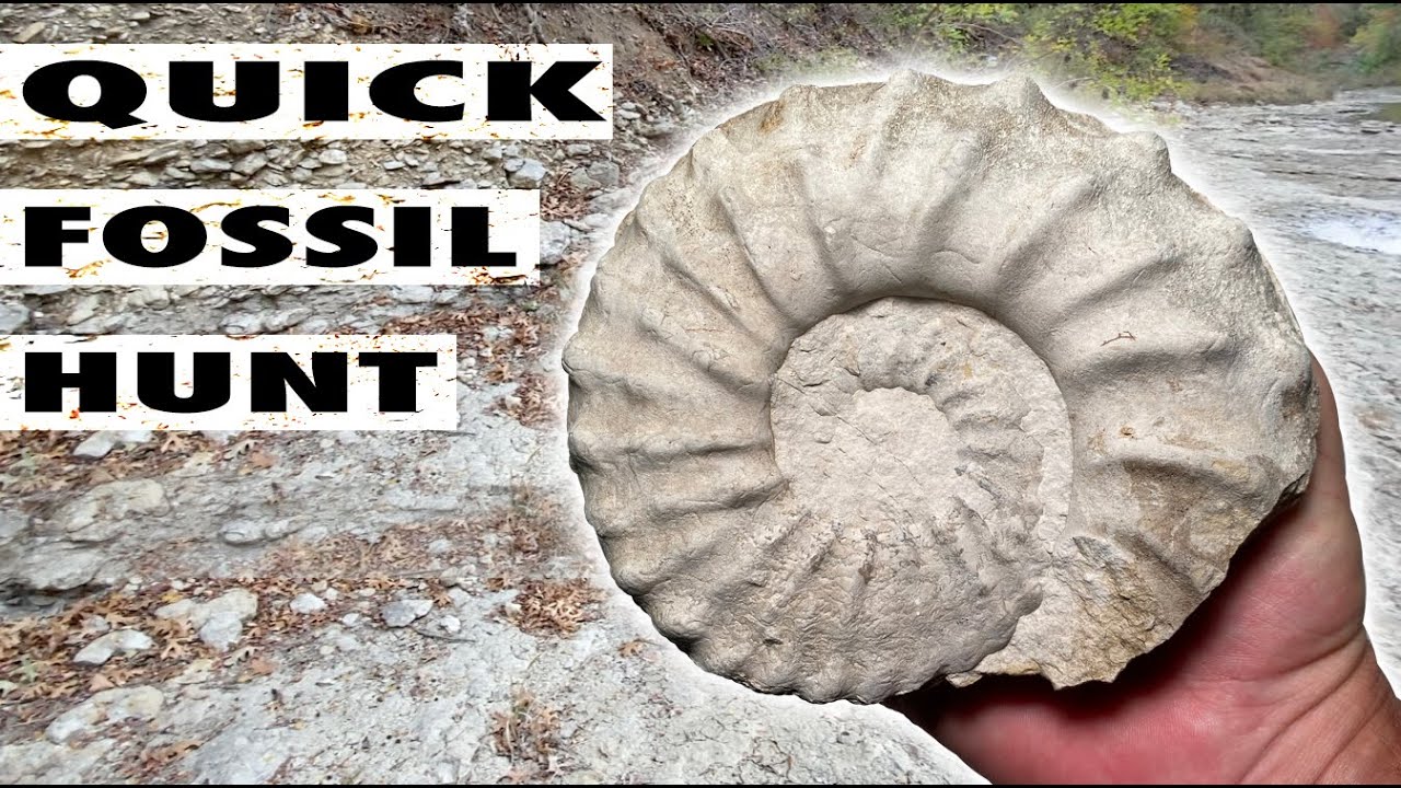 Quick Fossil Hunt for Ammonite fossils in a North Texas Creek - Oct ...