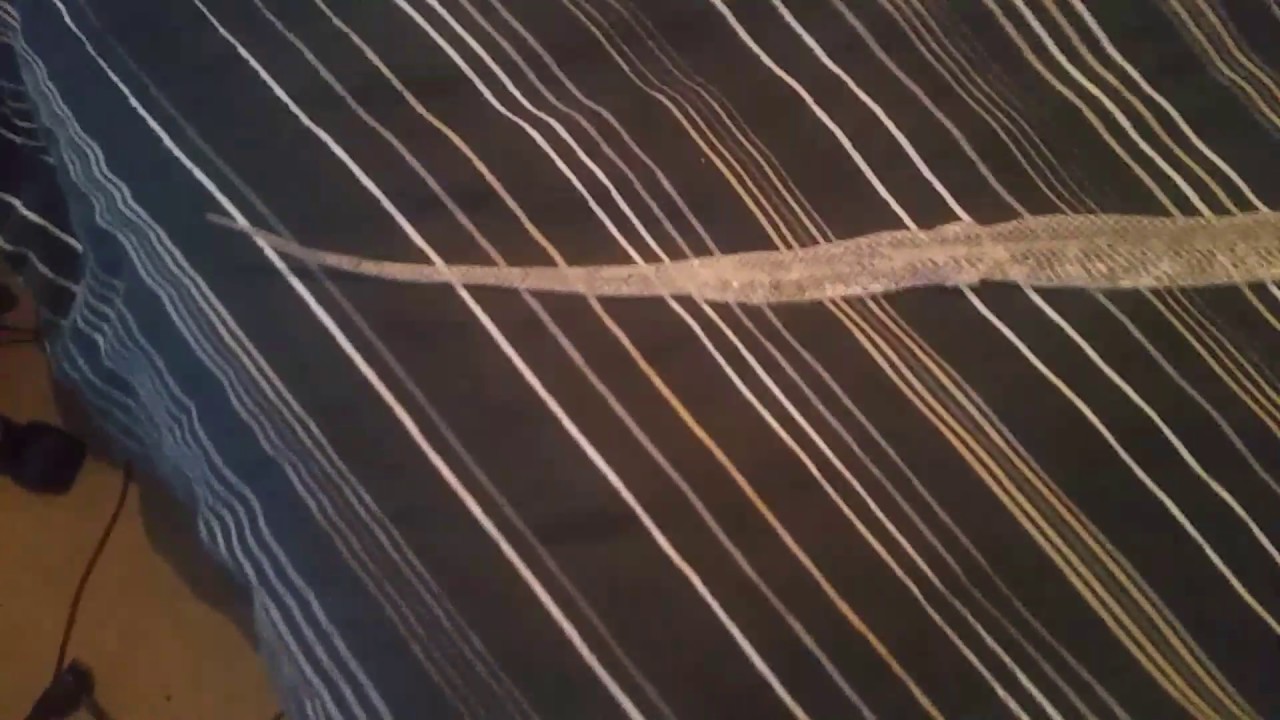 My 5ft long corn snake. Perfect shed. - YouTube
