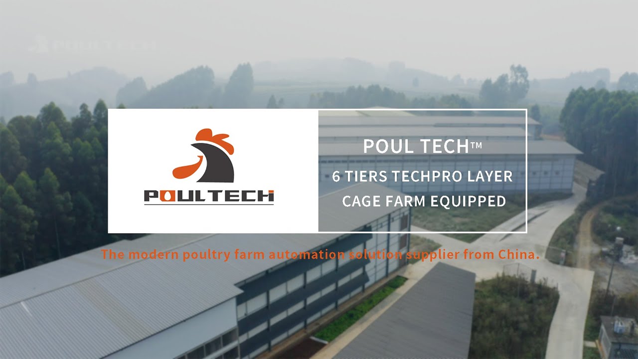 6 Tiers Layer Cage Farm Equipped with Manure Dryer Equipment Project ...