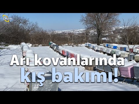 Arı Kovanlarında Kış Bakımı! - A'dan Z'ye Arıcılık