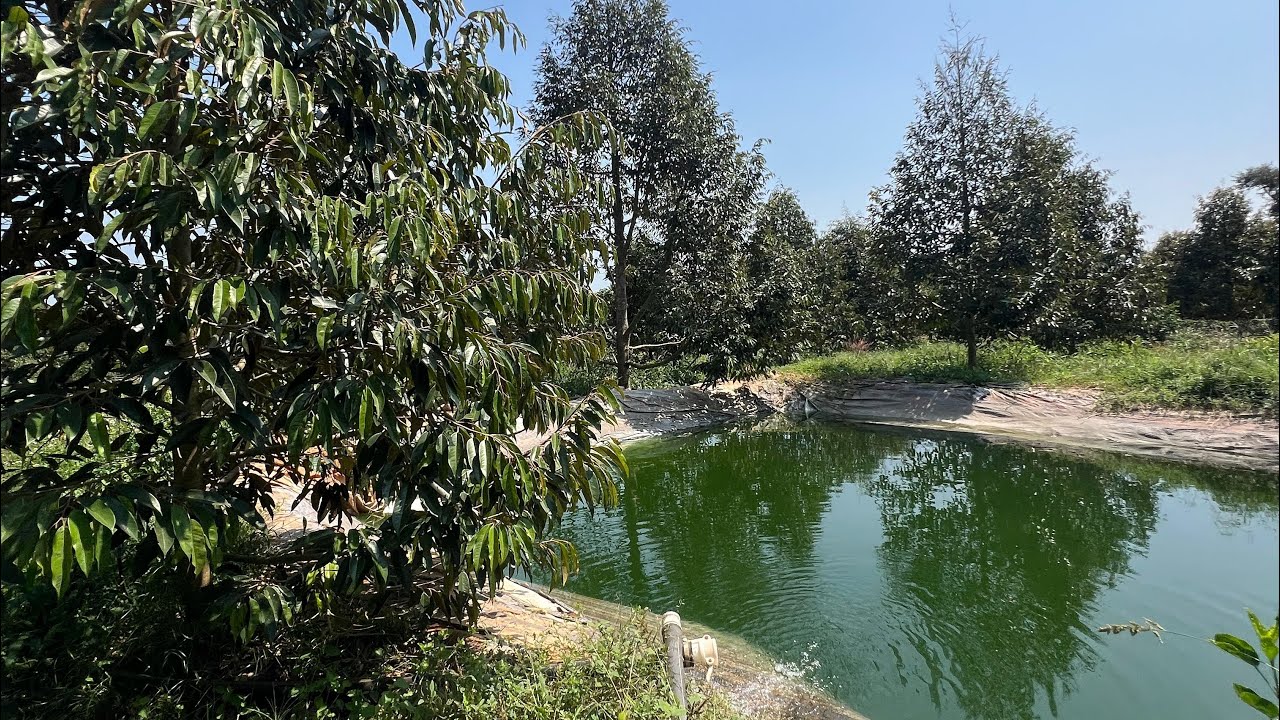 Chủ cần bán lô đất xã bảo bình dt 9,5 sào vườn xầu riêng thu 200 gốc ...