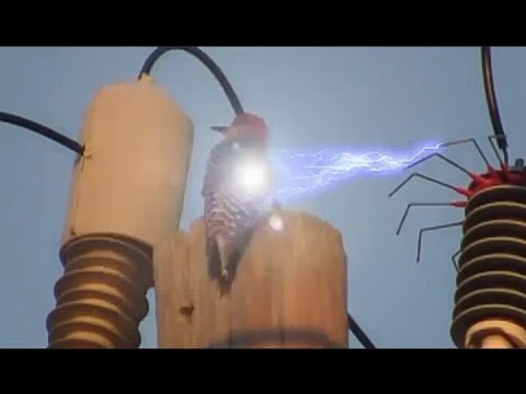 Elektrik akımına kapılan kuş / electric current vs bird