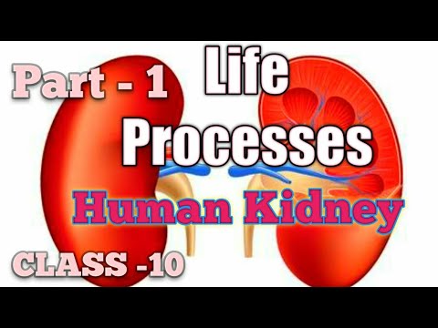 Human Kidney (Life Processes, Class 10th ) - YouTube