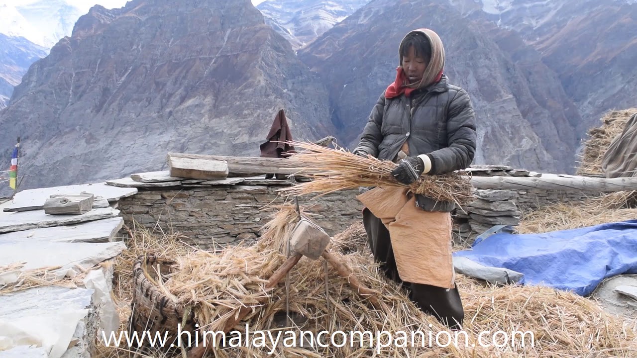 Himalayan Woman Separating Grains || Himalayan Life || Rural Life - YouTube