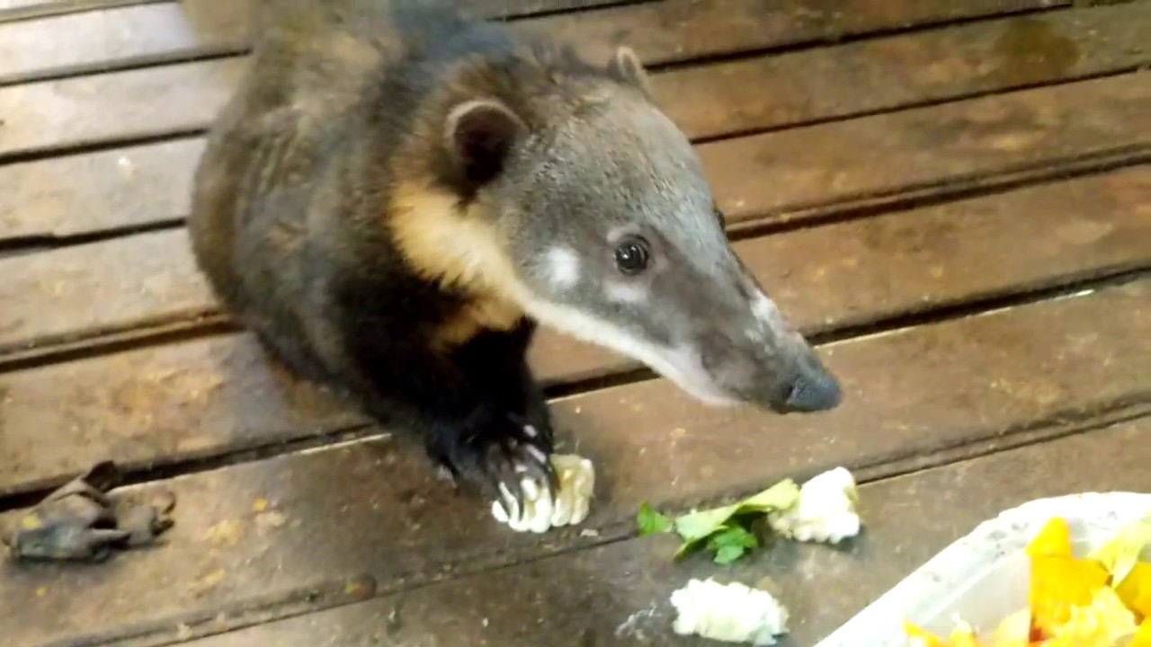 El Achuni peruano - YouTube