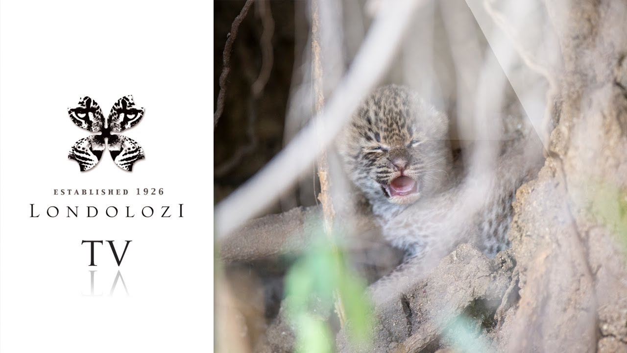 Virtual Safari: Ultimate Game Drive Highlights #16 - Londolozi TV - YouTube