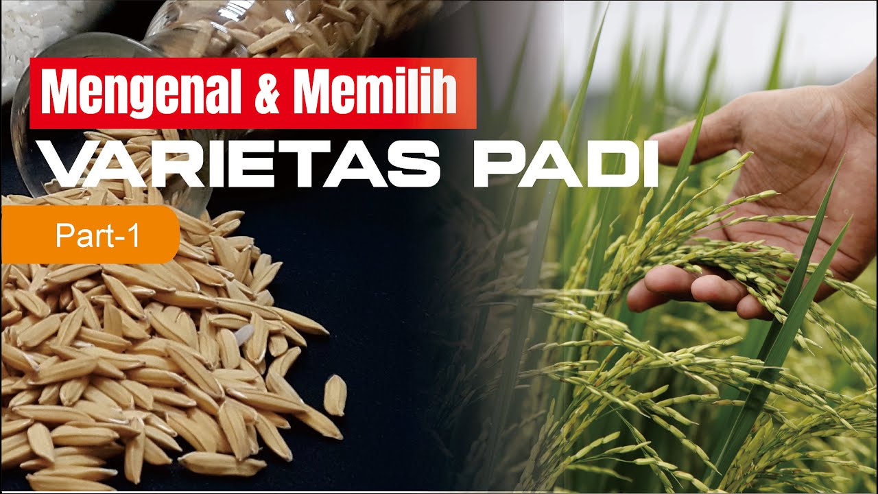 Mengenal dan Memilih Varietas Padi : Bagian - 1 (klasifikasi varietas ...
