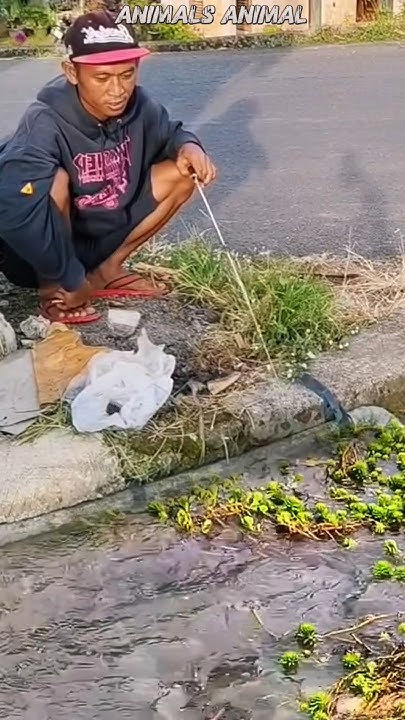 Mancing di pinggir jalan‼️ strike berkali kali #shorts #fishing #amazing - YouTube